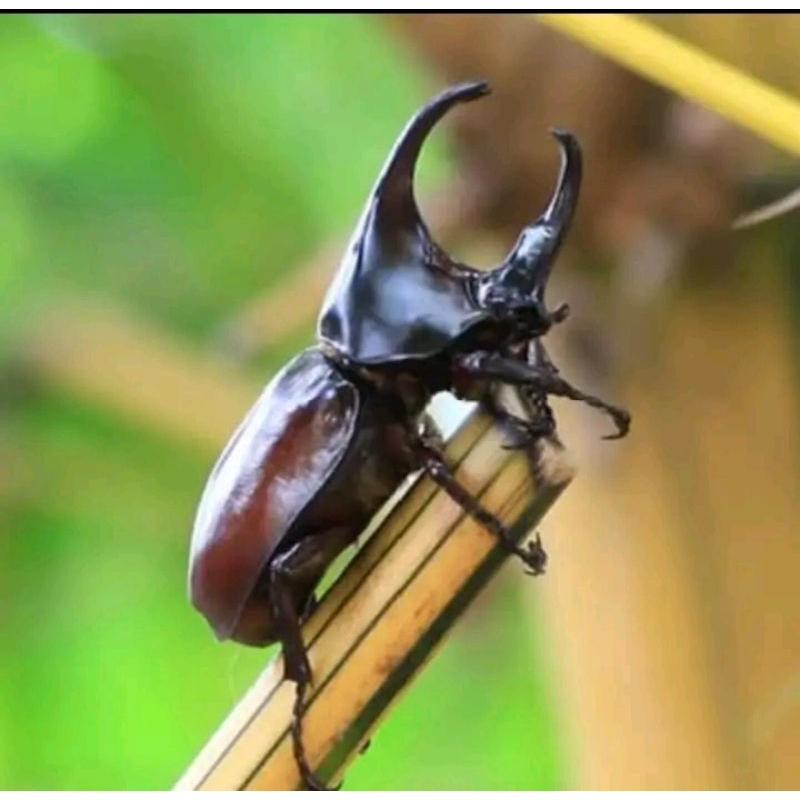 Jual kumbang tanduk (rhinocheroos) | Shopee Indonesia