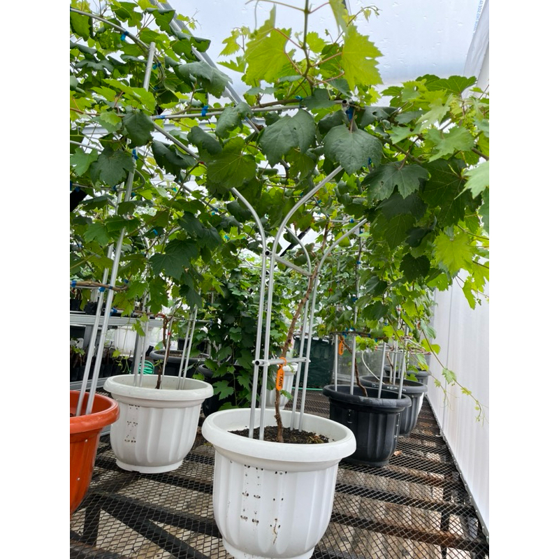 Jual TIANG RAMBATAN ANGGUR PARA-PARA TINGGI 120cm By TAMAN ANGGUR ...