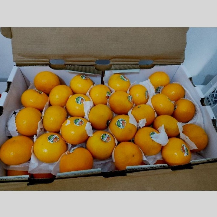 Jual Jeruk Wogan | Jeruk Wokam | Jeruk Mandarin | Orange | Citrus ...