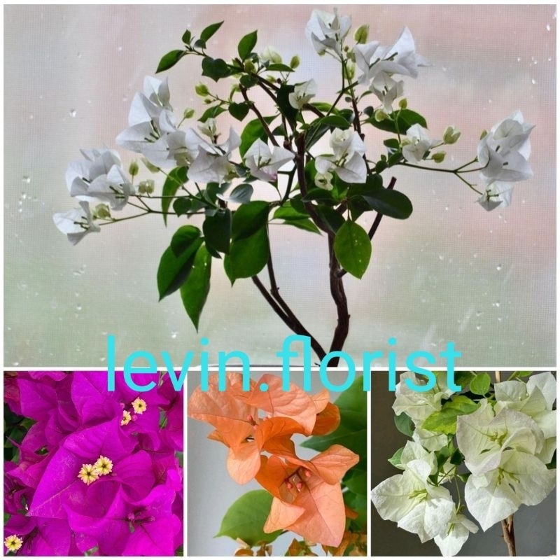 Jual Bougainvillea spectabilis / glabra bibit tanaman hias bunga ...
