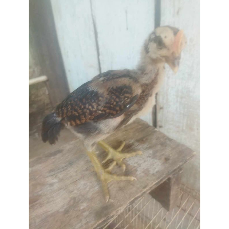 Jual Materi Peternak Trah Pemenang Ayam Pama Ninja BL | Shopee Indonesia