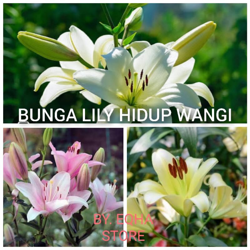 Jual bunga lily hidup bunga potong segar 1 tangkai | Shopee Indonesia