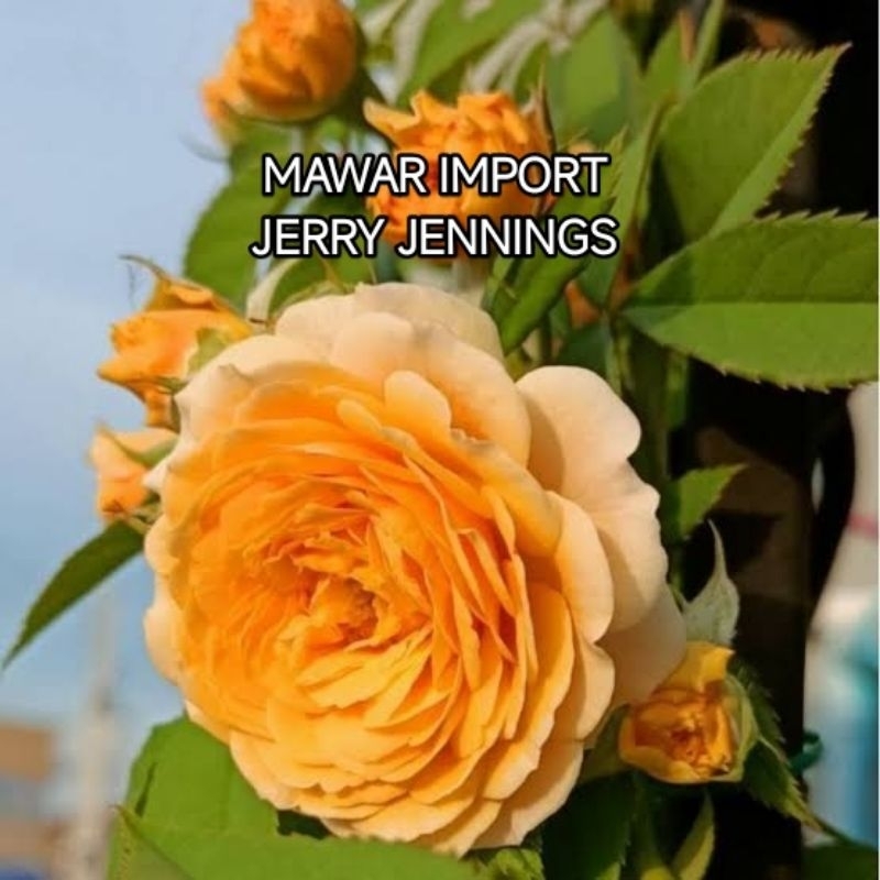 Jual Mawar Import JERRY JENNINGS Sudah berbunga | Shopee Indonesia