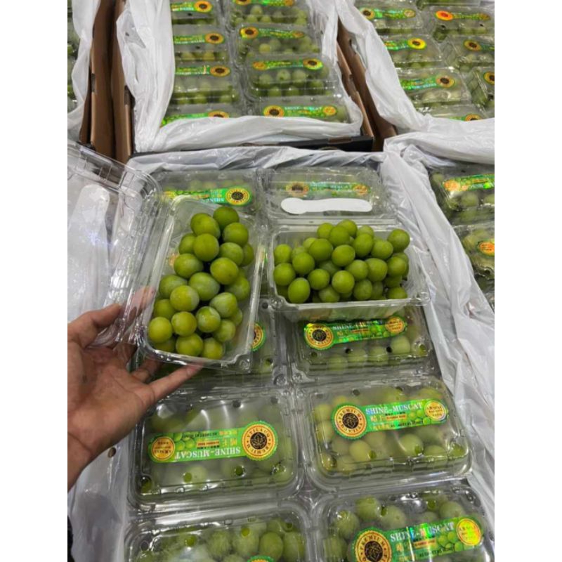 Jual Anggur Shine Muscat 1 dus 10pack 500gr Seedless | Shopee Indonesia