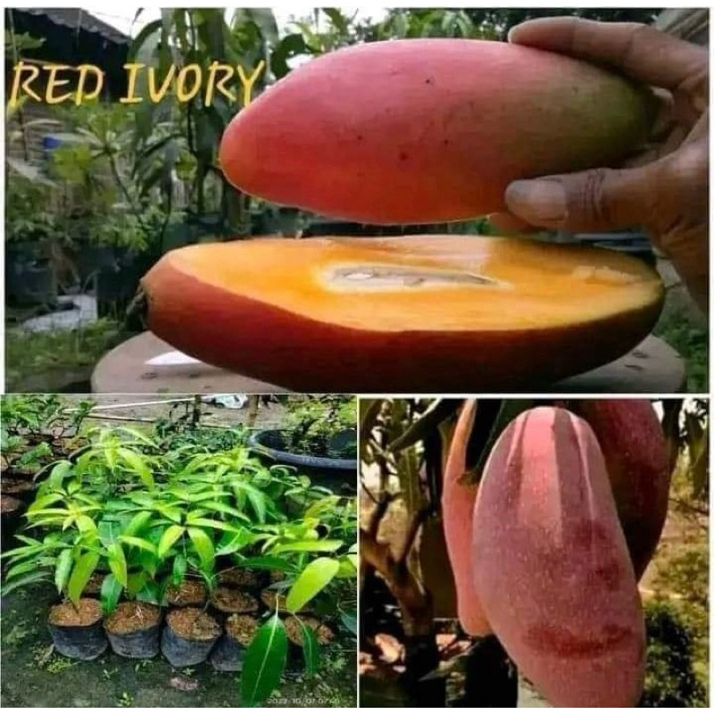 Jual Bibit Mangga Red Ivory VALID (Berbunga) | Shopee Indonesia