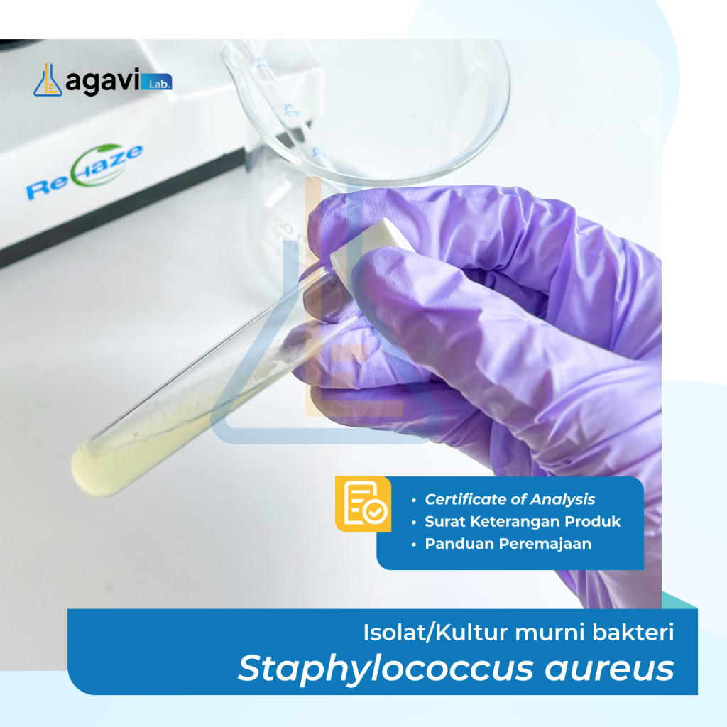 Jual Isolat/Kultur Murni Bakteri Staphylococcus aureus | Shopee Indonesia