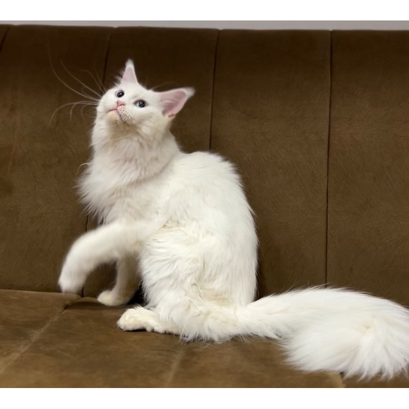 Jual kucing mainecoon pure sertifikat CFA | Shopee Indonesia