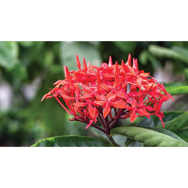 Jual ECOPRINT BUNGA/BUNGA ECOPRINT/DAUN ECOPRINT/TANAMAN ECOPRINT/DAUN ...