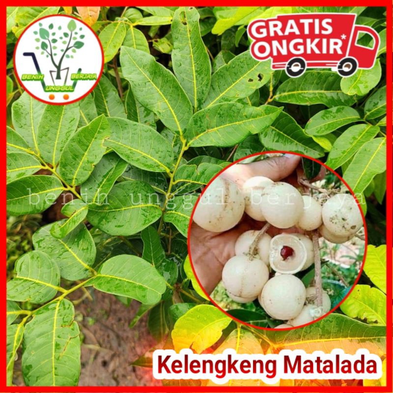 Jual Bibit Kelengkeng Matalada | Shopee Indonesia