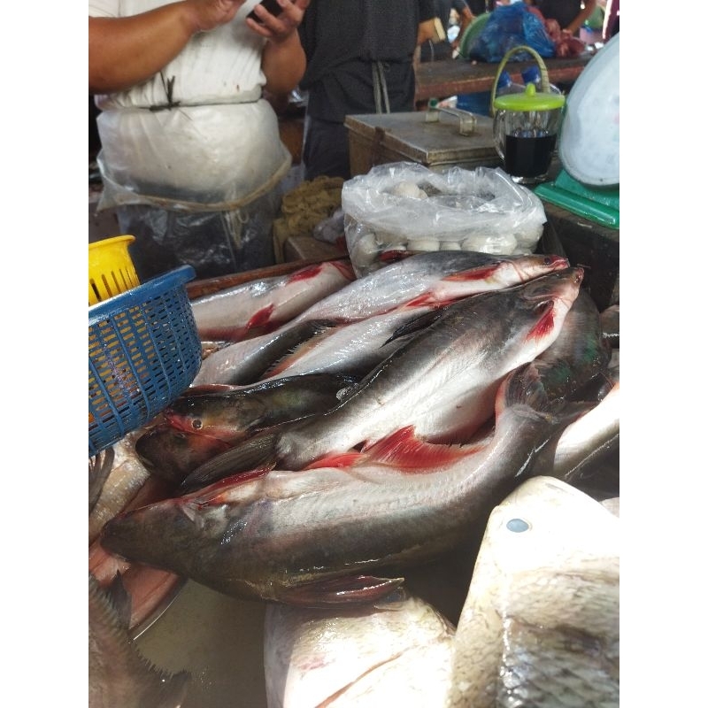 Jual Ikan patin fresh | Shopee Indonesia