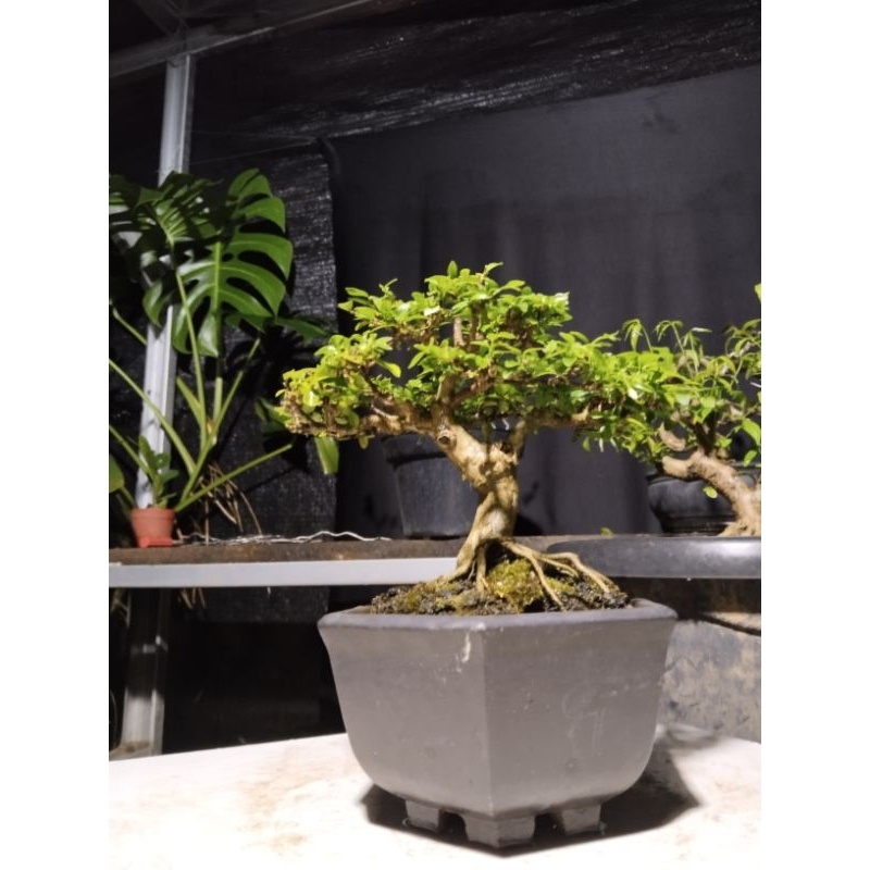 Jual link live bahan bonsai 1 kilo | Shopee Indonesia