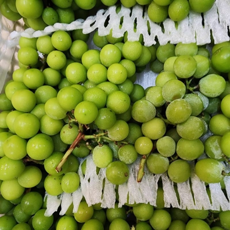 Jual Anggur muscat seedless 1 kg | Shopee Indonesia