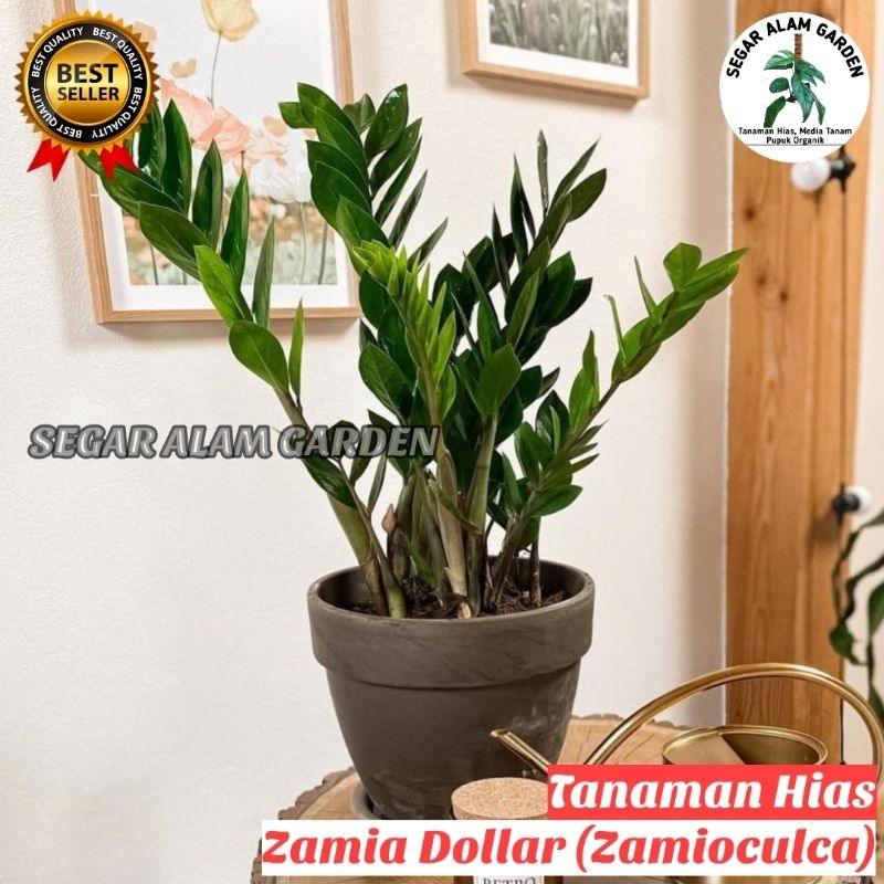 Jual Tanaman Hias Zamia Dollar 2-3 Batang Pohon | Shopee Indonesia