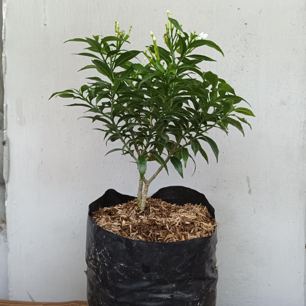Jual Tanaman Rombusa Mini Tanaman Tabernaemontana corymbosa | Shopee ...