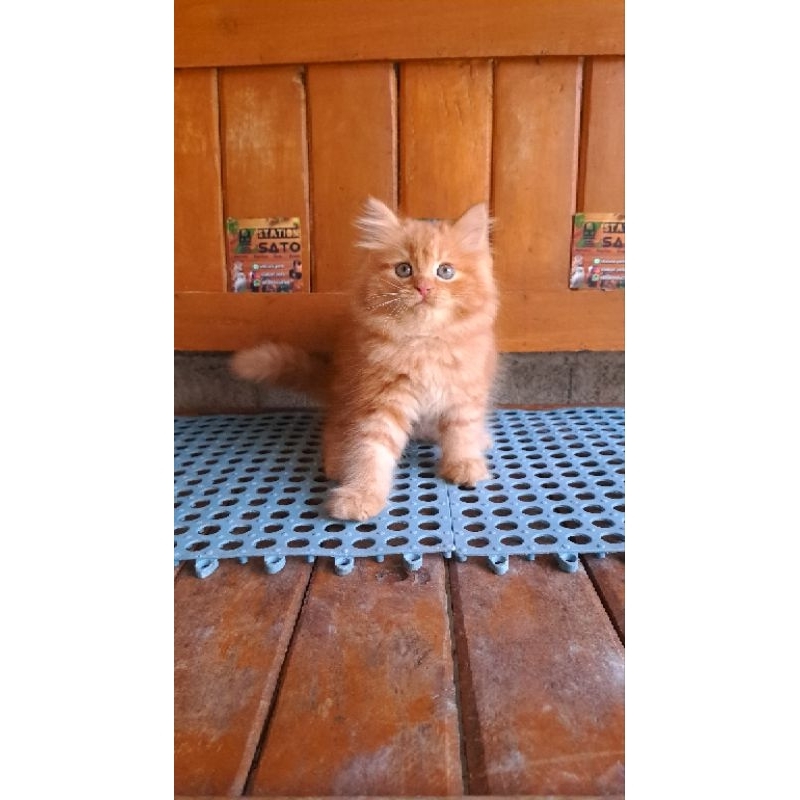 Jual Kitten Persia Oren Gemoy | Shopee Indonesia