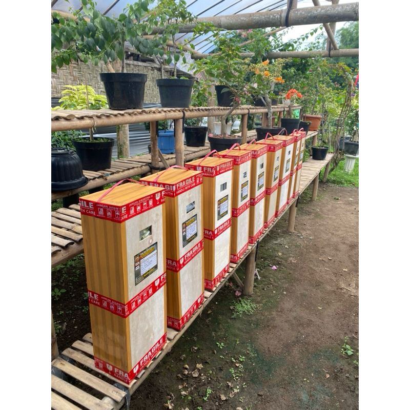 Jual Paket Bougenville 12 Pot Shopee Indonesia