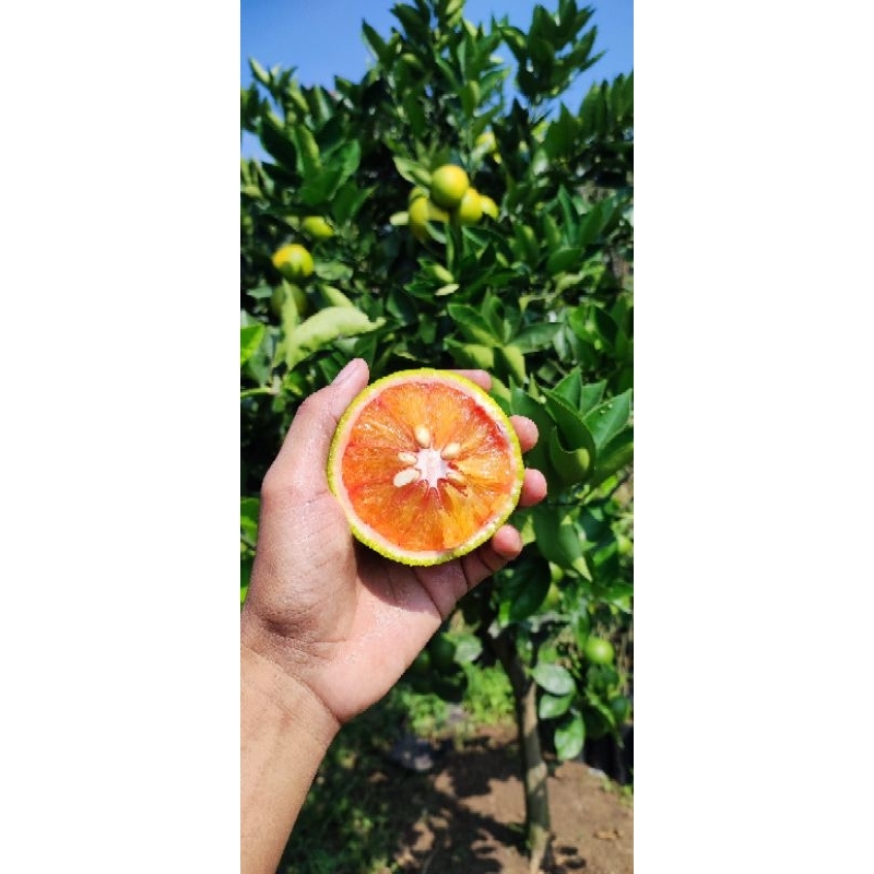 Jual Buah Jeruk Sunkist Merah 1Kg | Shopee Indonesia