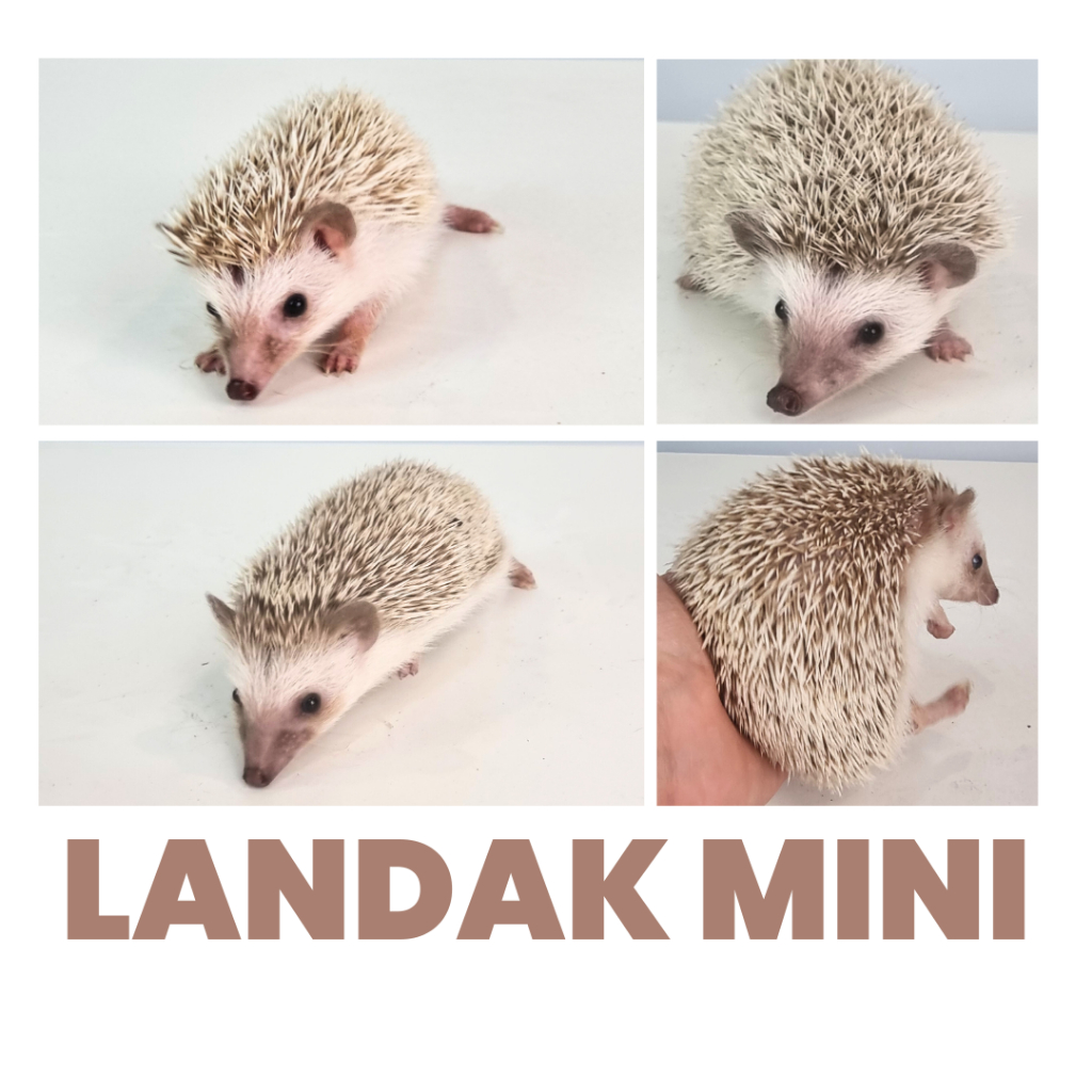 Jual Anakan Landak Mini / Hedgehog Pinto Tobiano Sehat Lincah Sunter ...