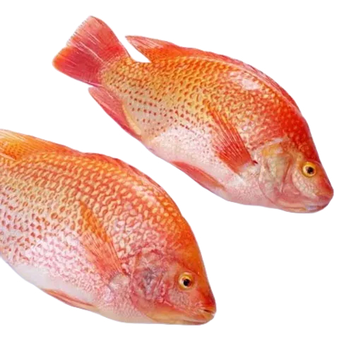 Jual IKAN NILA MERAH SEGAR 500gr | Shopee Indonesia