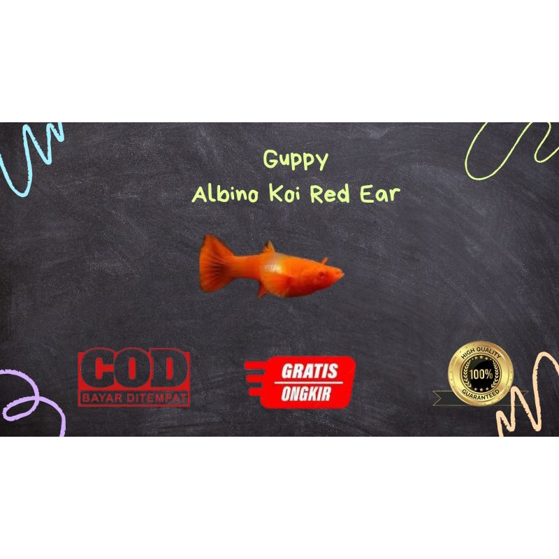 Jual Packing kardus / styrofoam guppy albino koi red ear | Shopee Indonesia