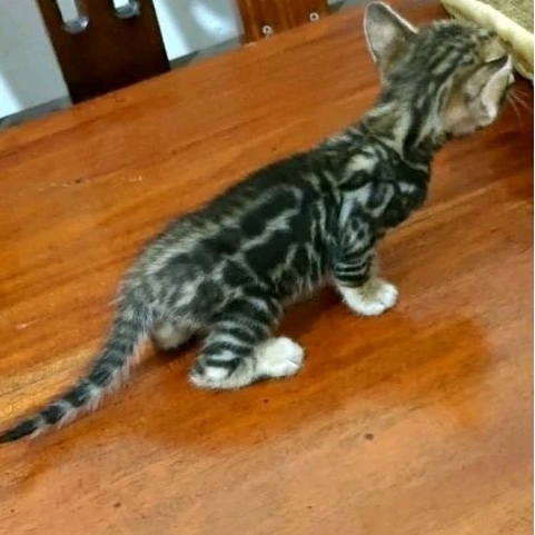 Jual preorder KUCING BENGAL BETINA KITTEN 4 A1.1 usia 1,5 bulan ...