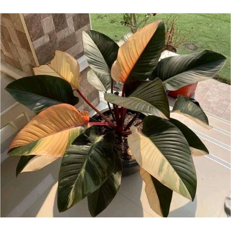 Jual baby philo redcardinal variegata baby philo black cardinal ...