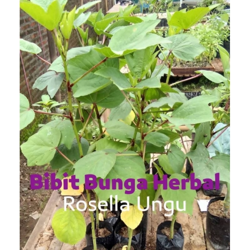 Jual Benih Biji Bunga Rosella Ungu Kemasan 100 gram Isi Sekitar 3300 ...