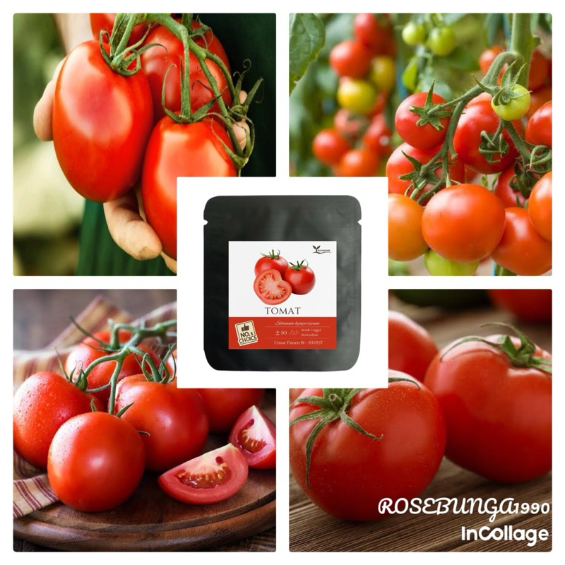 Jual isi paket 50 benih Biji Tomat Sayur Super - Benih Tanaman Tomat ...