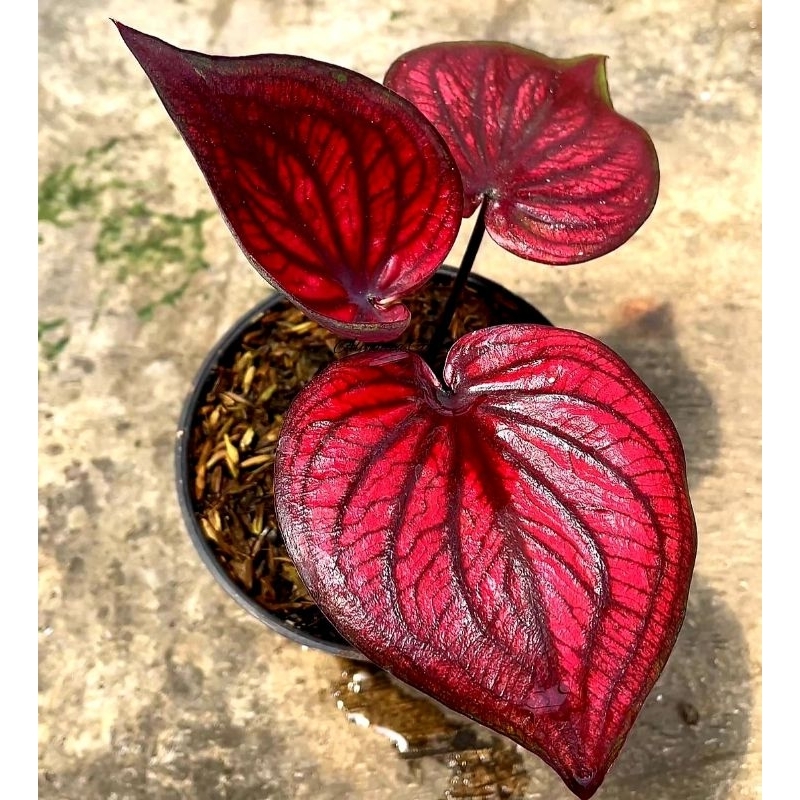 Jual ( BISA COD ) Caladium Red Ruby Keladi Hias Red RubyTanaman Hias ...