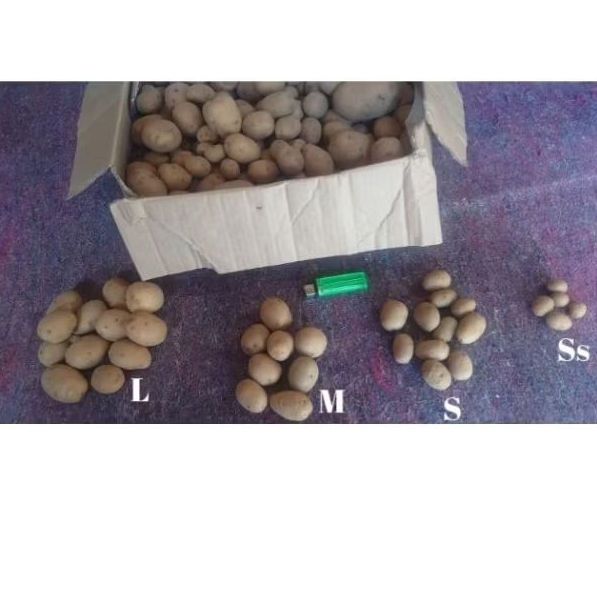 Jual Bibit/Benih Kentang Granola L G0/G1/Lokal Pangalengan | Shopee ...