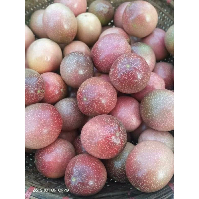 Jual BUAH MARKISA MERAH 1 kg ( Ready setiap hari ) | Shopee Indonesia