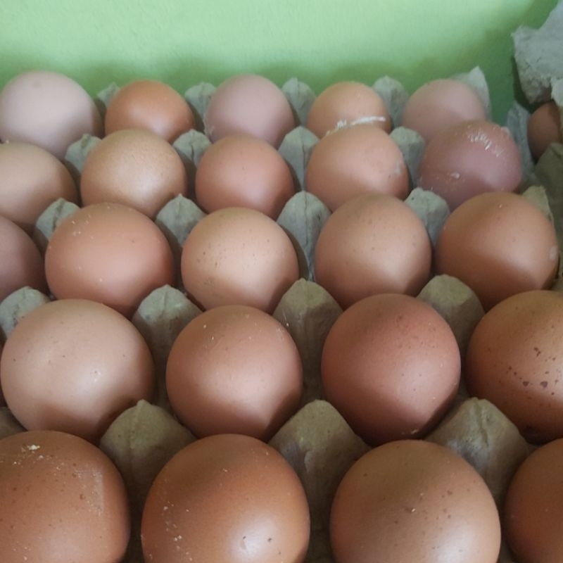 Jual Telur Ayam 1 Kg | Shopee Indonesia