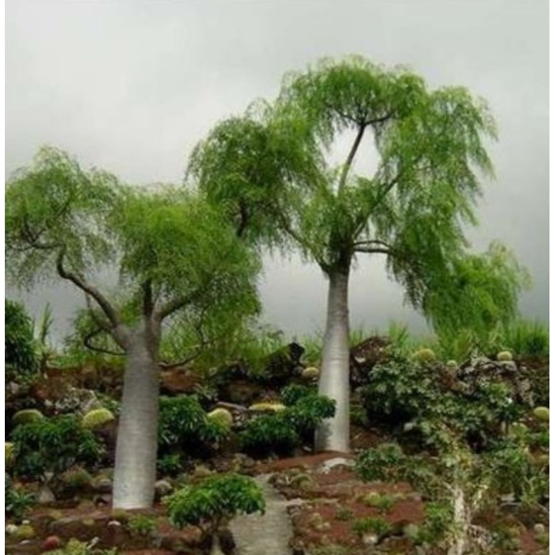 Jual tanaman kelor afrika - moringa hildebrandtii - pohon kelor afrika ...