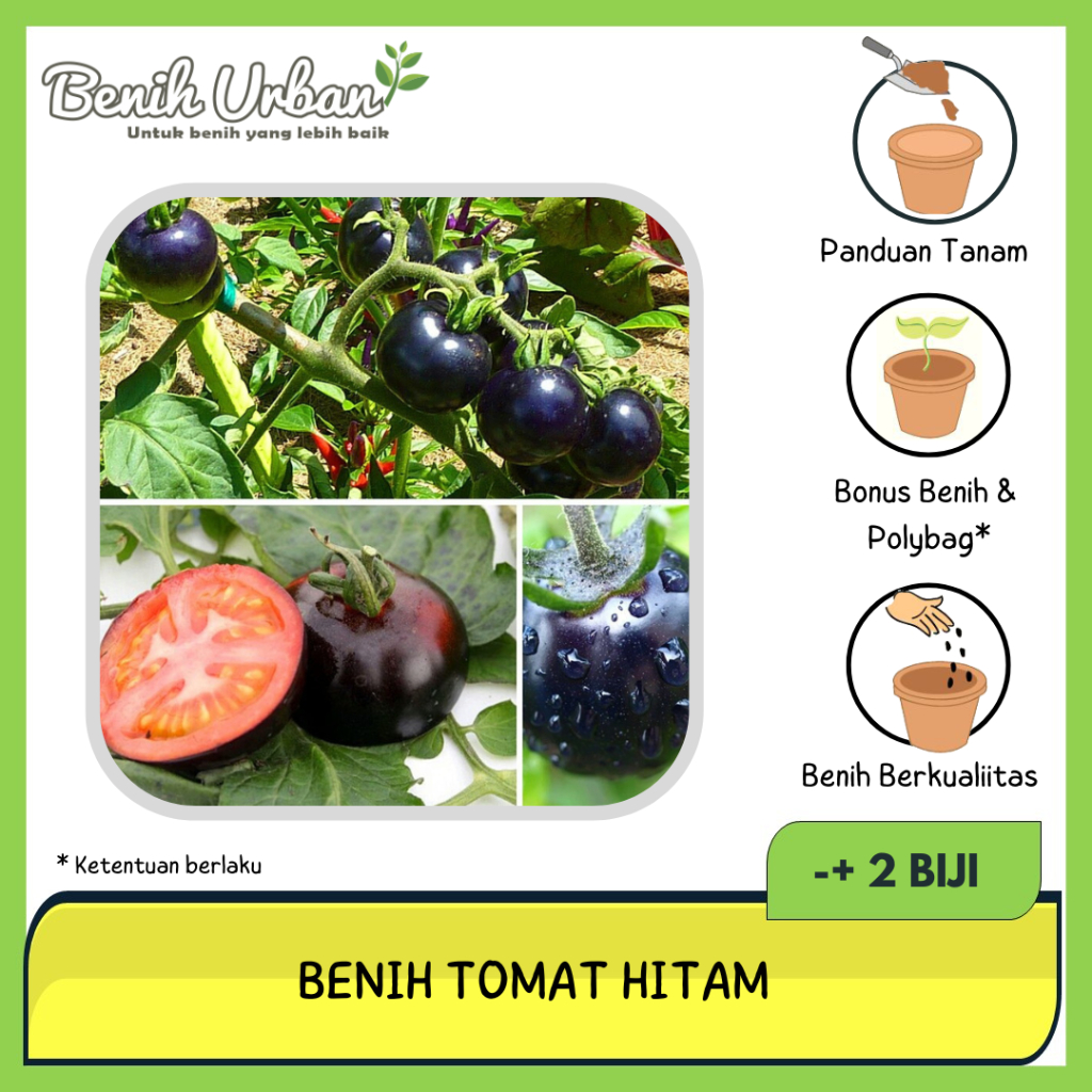 Jual Biji Benih Tomat Hitam (Black Tomato Seeds) | Shopee Indonesia