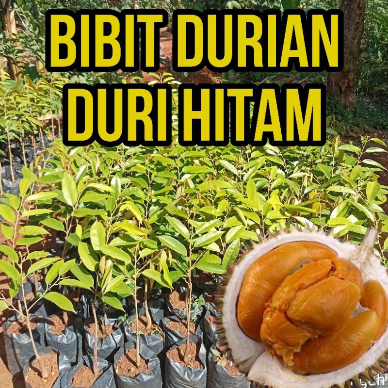 Jual BIBIT DURIAN DURI HITAM | Shopee Indonesia