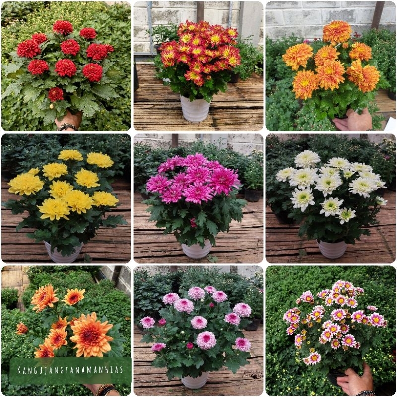 Jual Paket 9 Warna Tanaman Bunga Krisan Aster ( 9 Pohon ) Sudah Berbunga | Shopee Indonesia