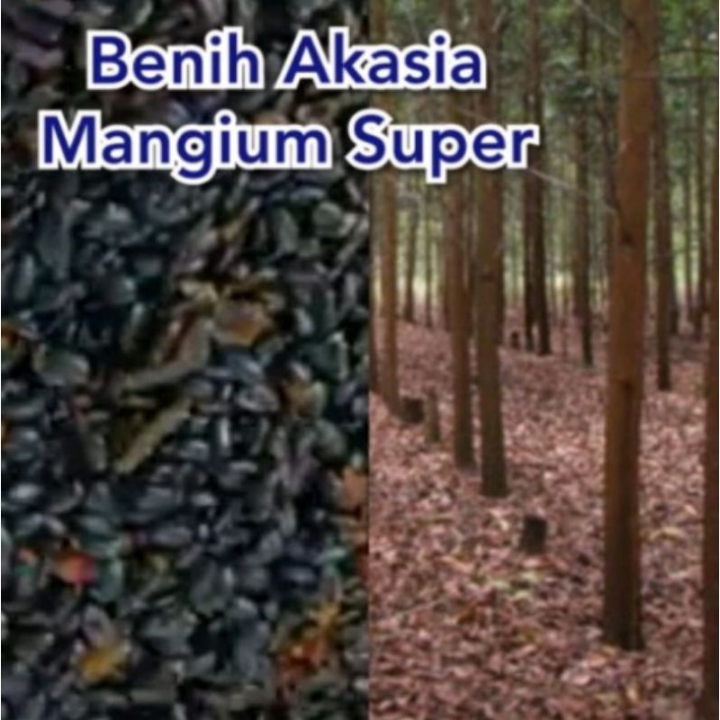 Jual Benih Akasia Mangium 1kg / Biji Akasia super gread A / Biji Akasia ...