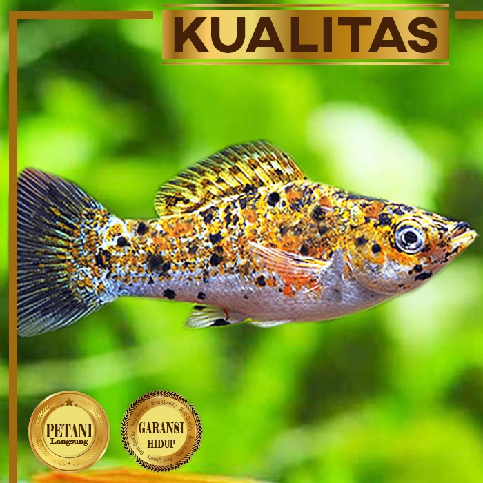 Jual Molly Calico Tiga Warna Ikan Hias Aquascape Hiasan Aquarium ...