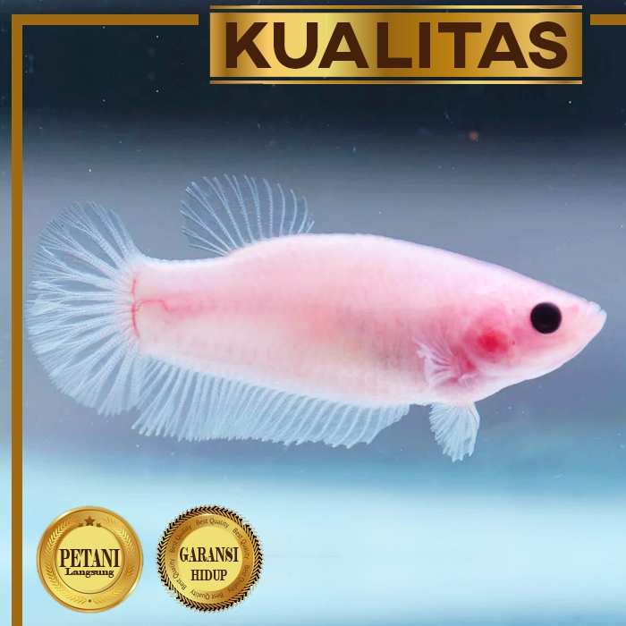 Jual Cupang Giant Betina Pink Ikan Hias Aquascape Hiasan Aquarium Air ...
