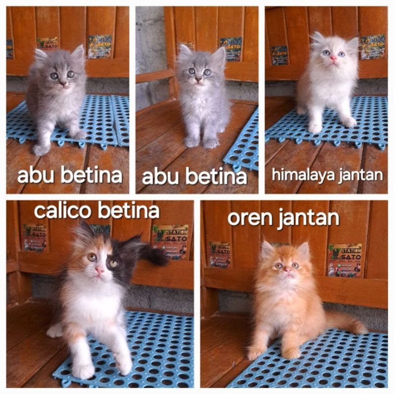 Jual Kucing kitten persia gemoy lucu | Shopee Indonesia