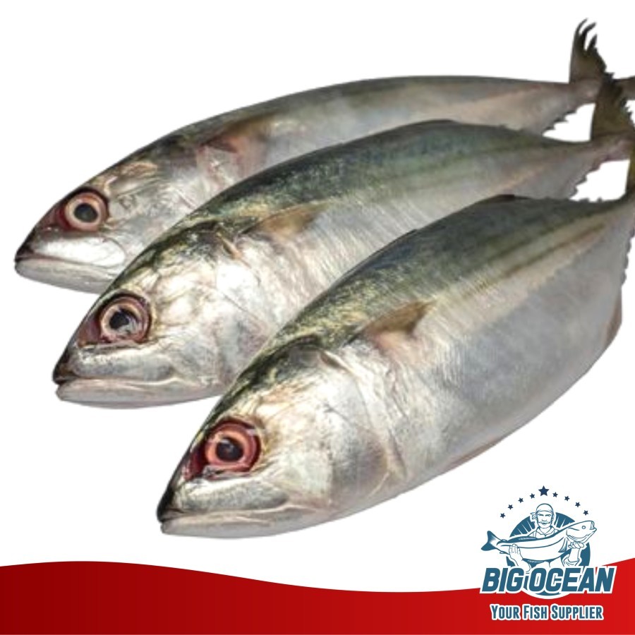 Jual Ikan Kembung Banjar @1kg | Shopee Indonesia
