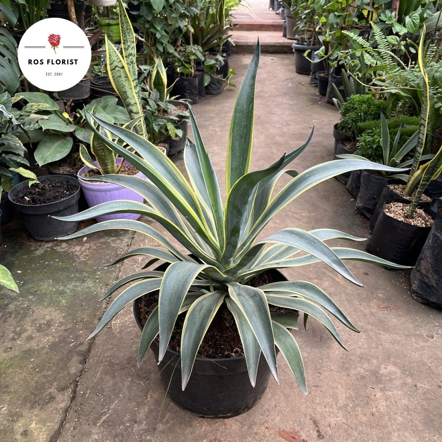 Jual Tanaman Hias Siklok Agave JUMBO REAL FOTO | Shopee Indonesia