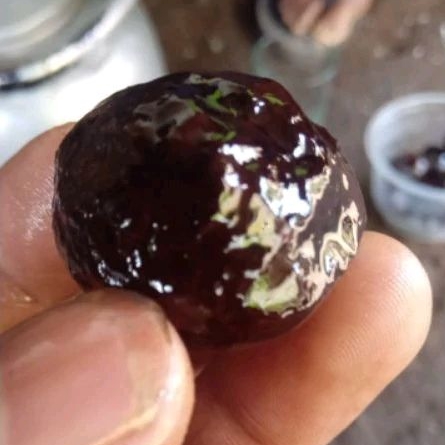 Jual muncang adu Yanti Bulat /asli garut | Shopee Indonesia