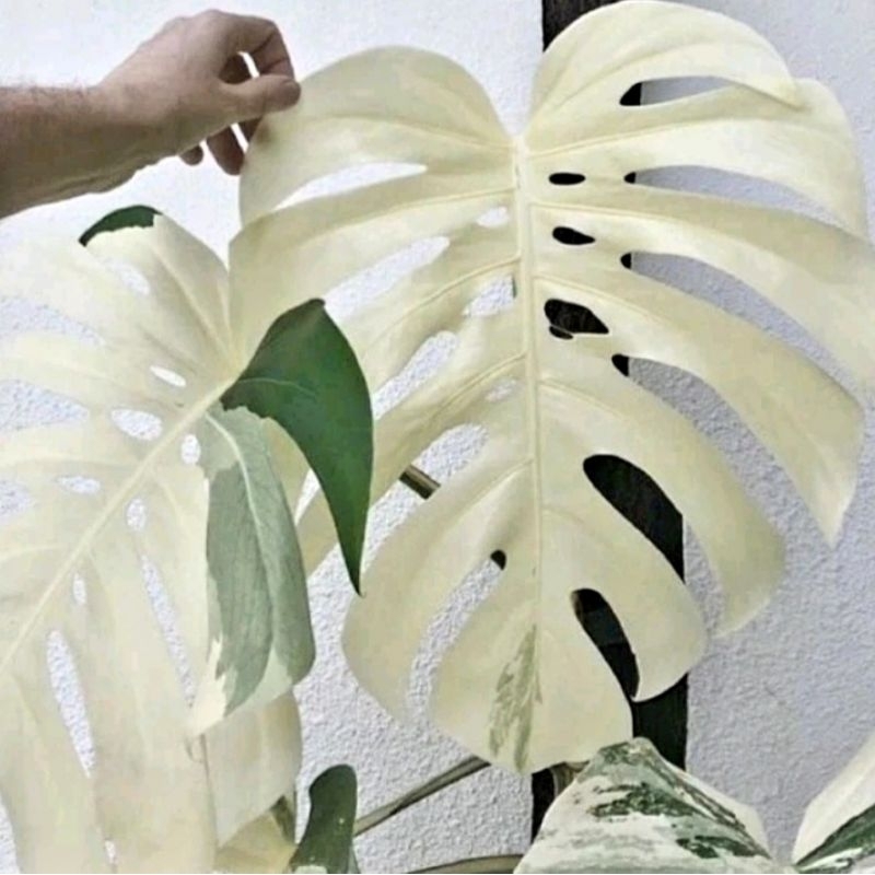 Jual Tanaman Hias Monstera Marble Varigata / Monstera Varigata ...