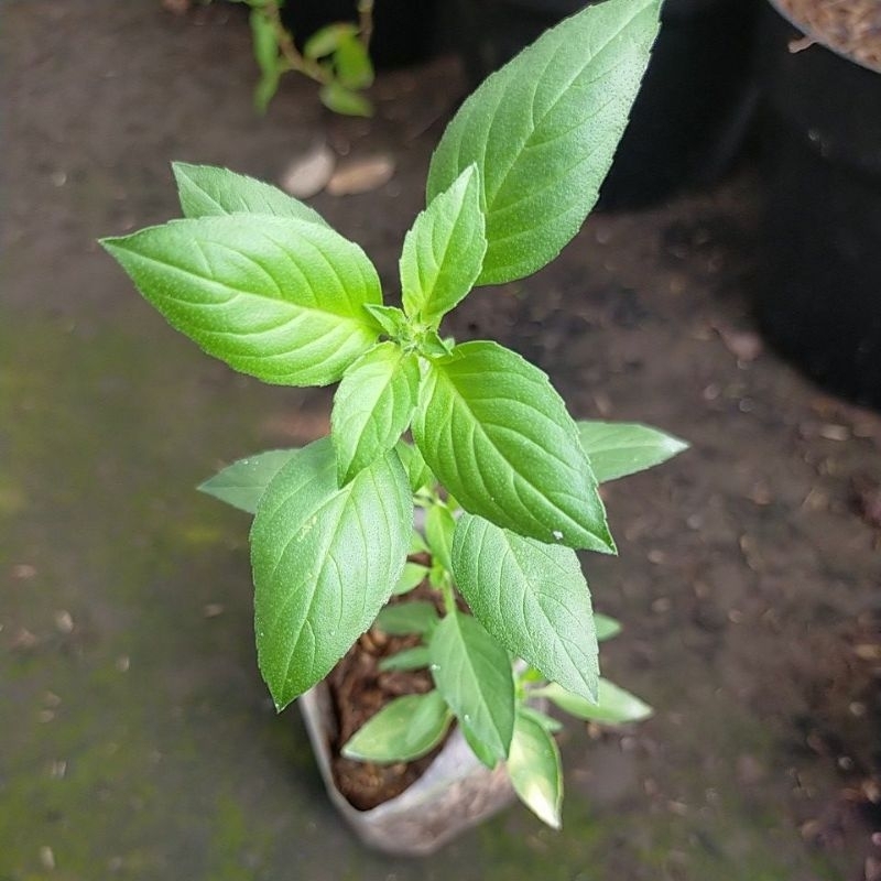 Jual Bibit Tanaman Kemangi | Shopee Indonesia