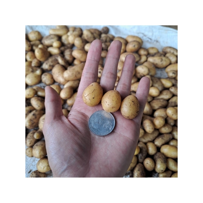 Jual benih kentang granola knol/g0 isi 500 butir | Shopee Indonesia