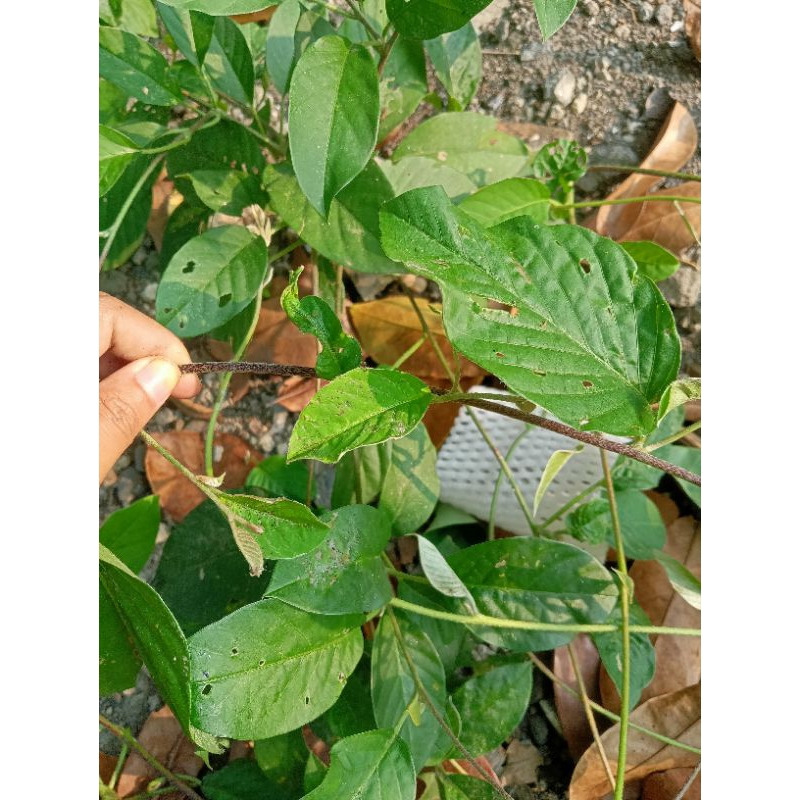 Jual Daun Simbukan 100 g | Shopee Indonesia