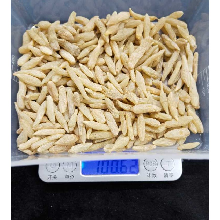 Jual KP8 Mai Dong Mai Men Dong Ma Tung Mak tung Tuber Ophiopogonis Jap ...