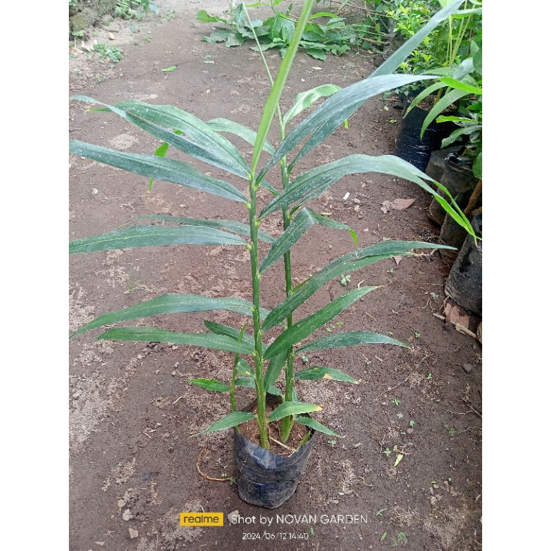 Jual bibit jahe merah | jahe merah | bibit berakar rimbun | sudah ...
