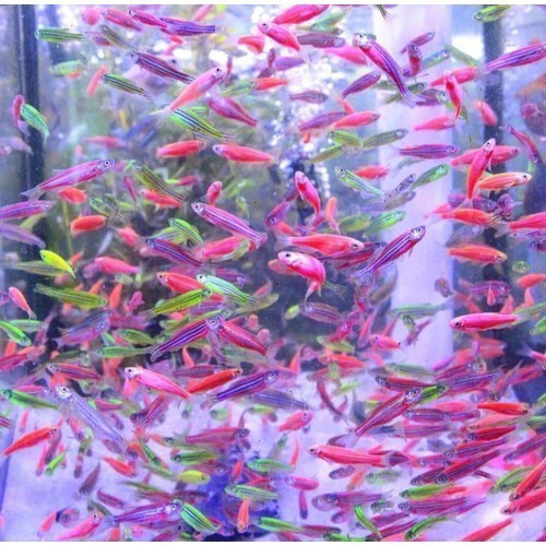 Jual Zebra Danio - Ikan Hias Warna Warni Aquarium Aquascape KHUSUS ...